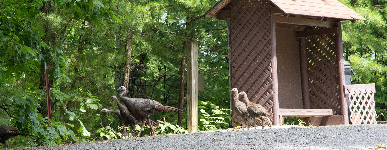 Gatlinburg and Pigeon Forge Cabins for Rent - Autumn Ridge Rentals